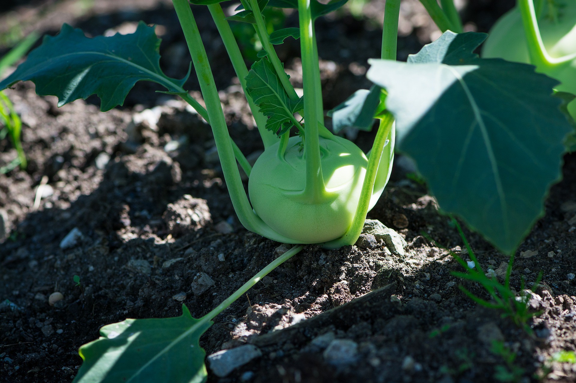 Crear un lindo huerto de hierbas en tu jardín